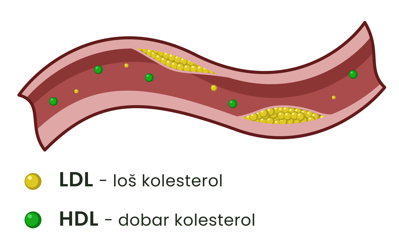 HDL kolesterol - LightFork